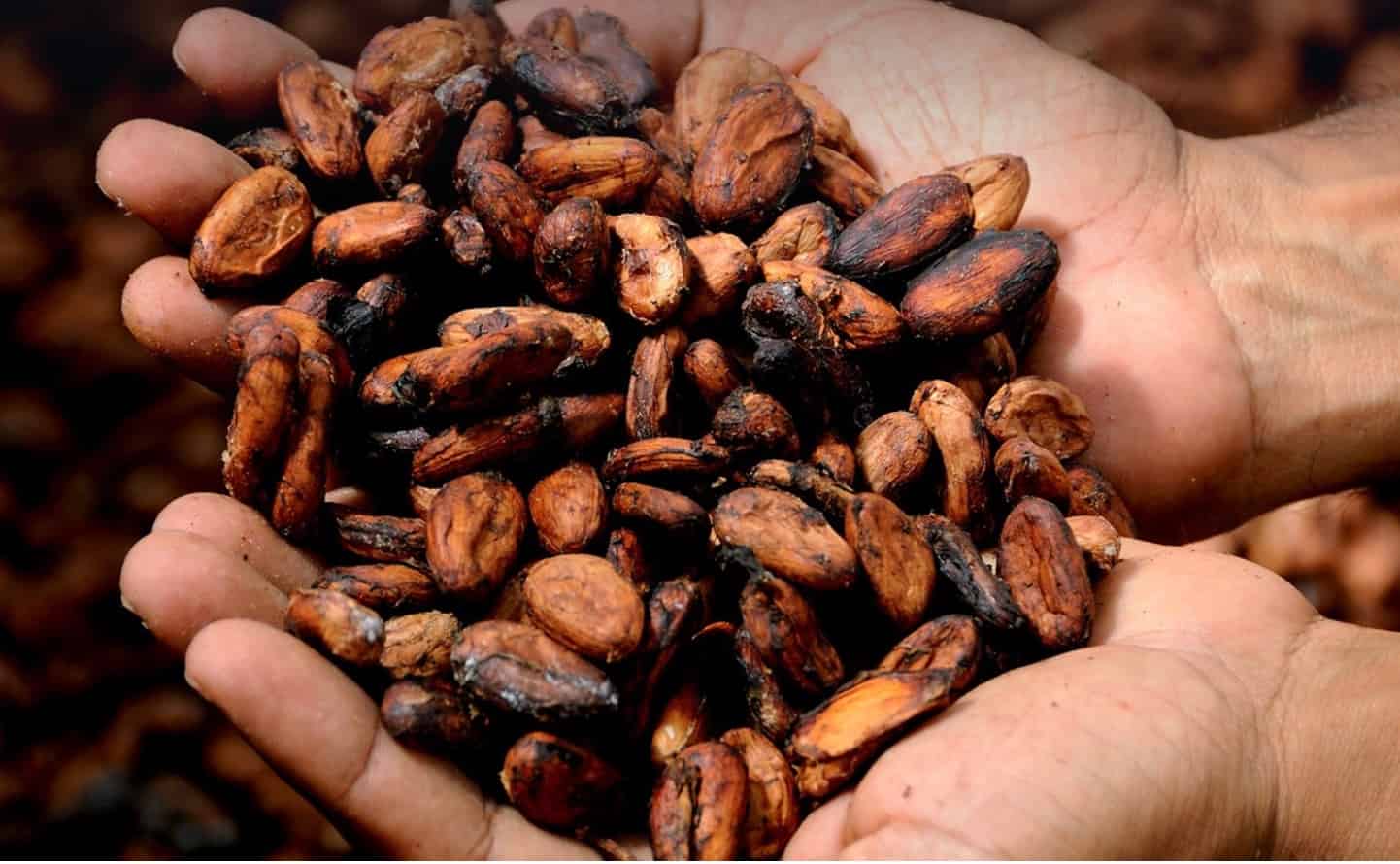 Yumbé y la tierra del chocolate- Antiguas Culturas- La Higuera Mágica